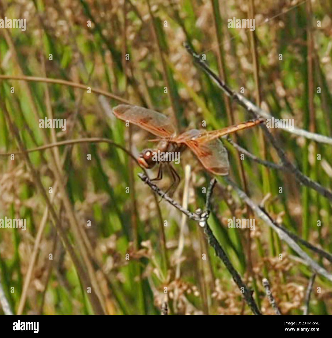 Painted Skimmer (Libellula semifasciata) Insecta Stock Photo - Alamy