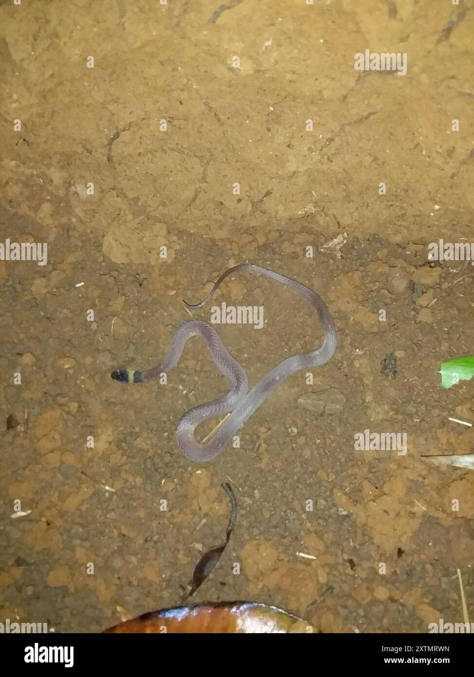 Ninia snake hi-res stock photography and images - Alamy