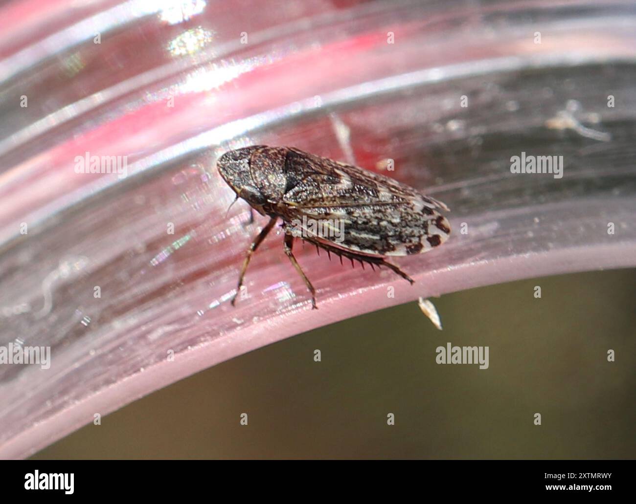 Spittlebugs, Cicadas, Leafhoppers and Treehoppers (Cicadomorpha ...