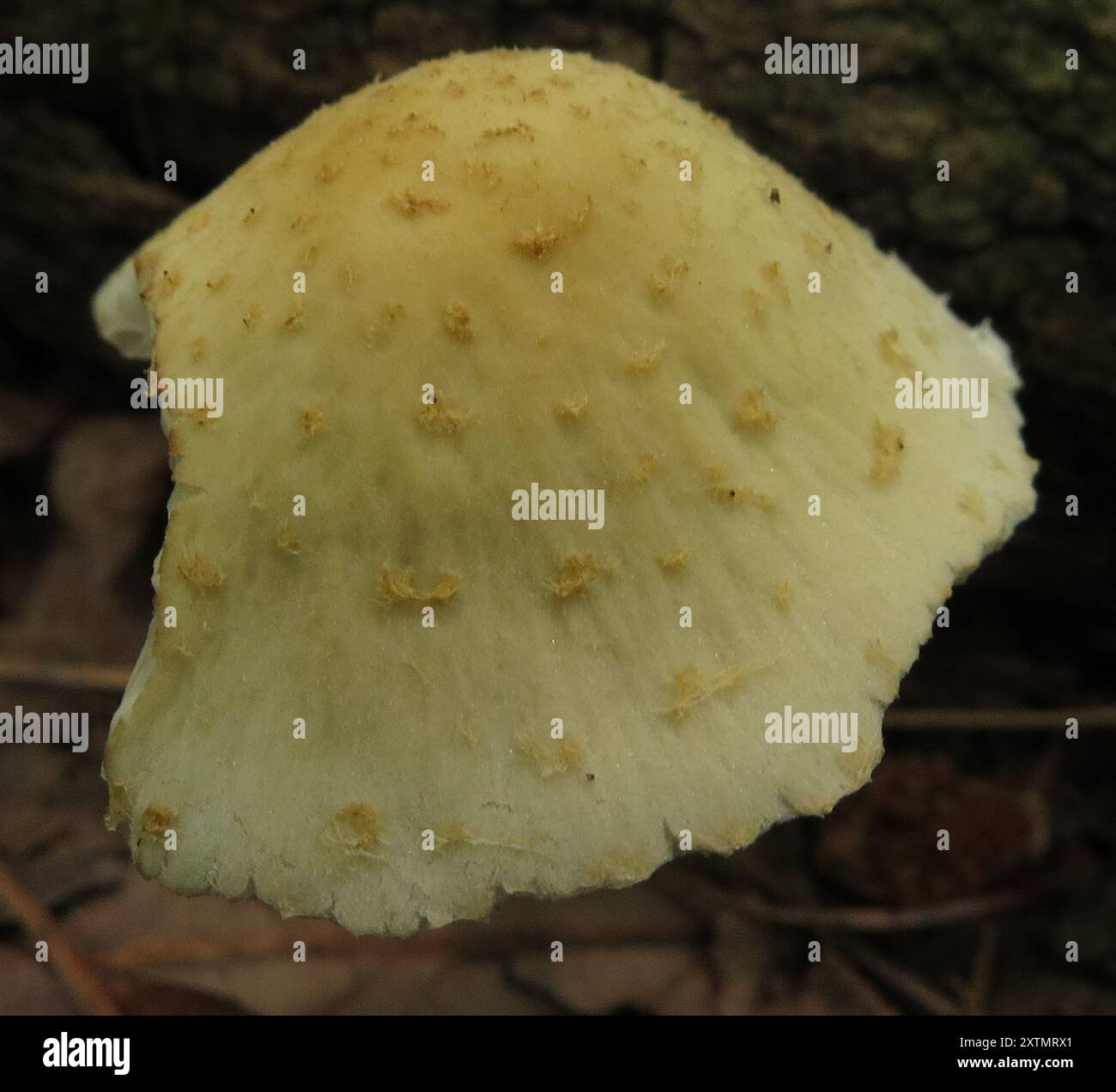 Pale Brittlestem (Candolleomyces candolleanus) Fungi Stock Photo - Alamy