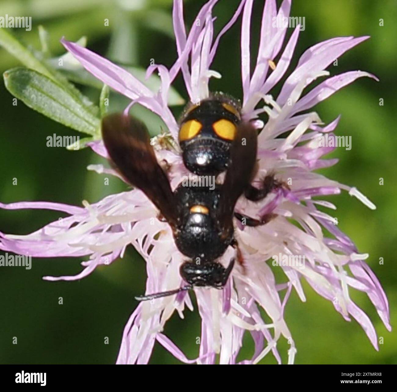 Noble Scoliid Wasp (Scolia nobilitata) Insecta Stock Photo - Alamy