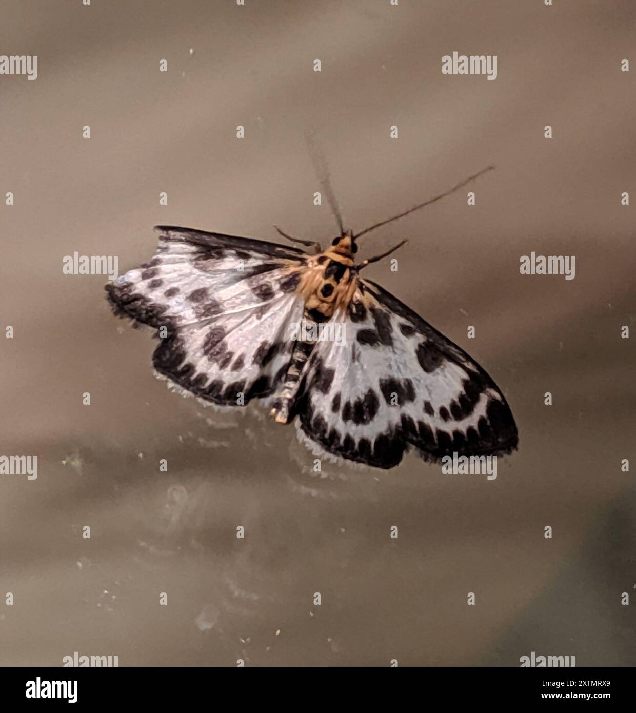 Small Magpie (Anania hortulata) Insecta Stock Photo - Alamy