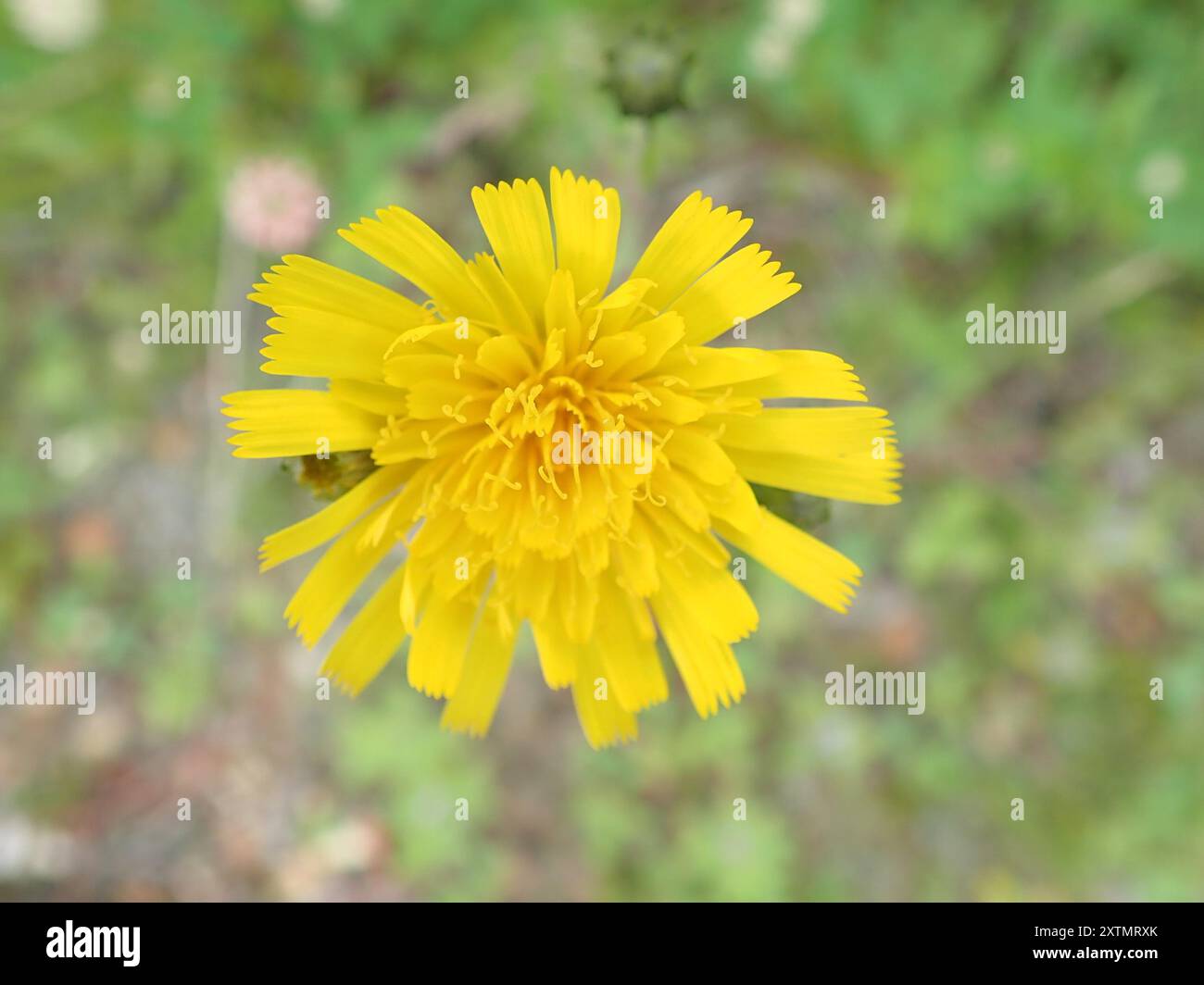 narrow-leaved hawksbeard (Crepis tectorum) Plantae Stock Photo - Alamy