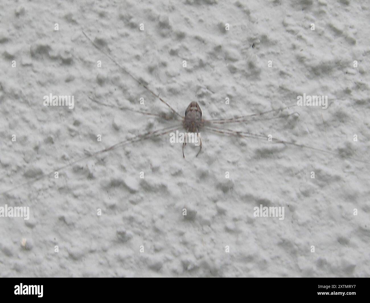 Dicranopalpus ramosus hi-res stock photography and images - Alamy