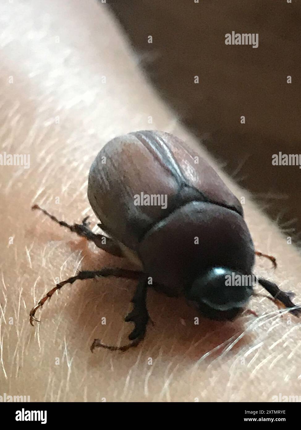 May Beetles (Phyllophaga) Insecta Stock Photo - Alamy