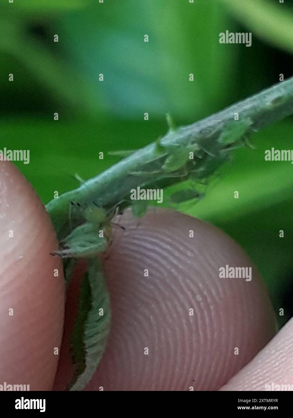 Blackberry Aphid (Macrosiphum funestum) Insecta Stock Photo - Alamy
