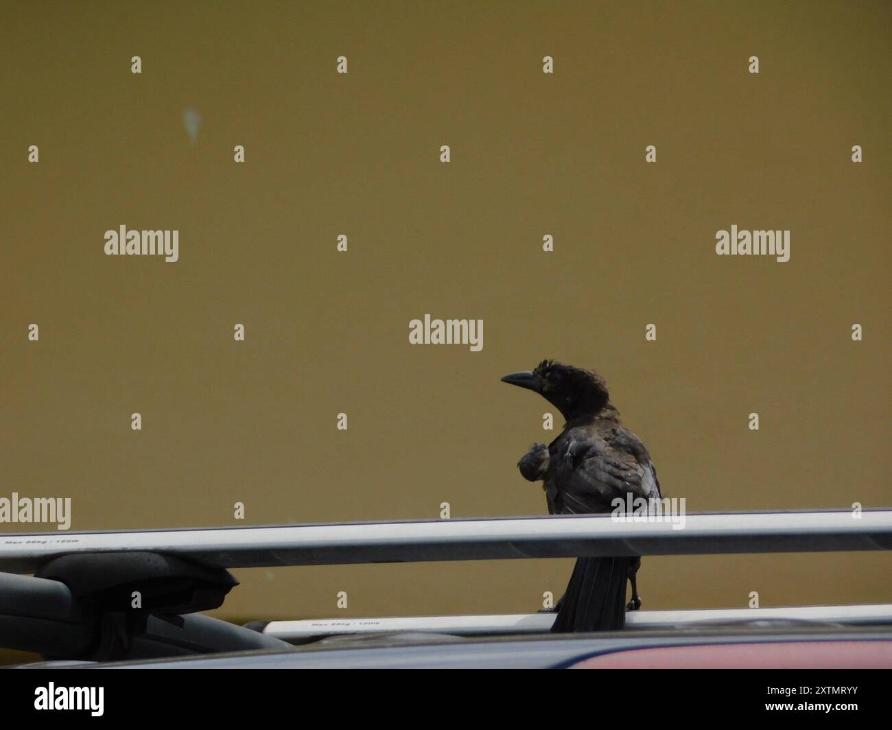 Avian pox viruses (Avipoxvirus Stock Photo - Alamy