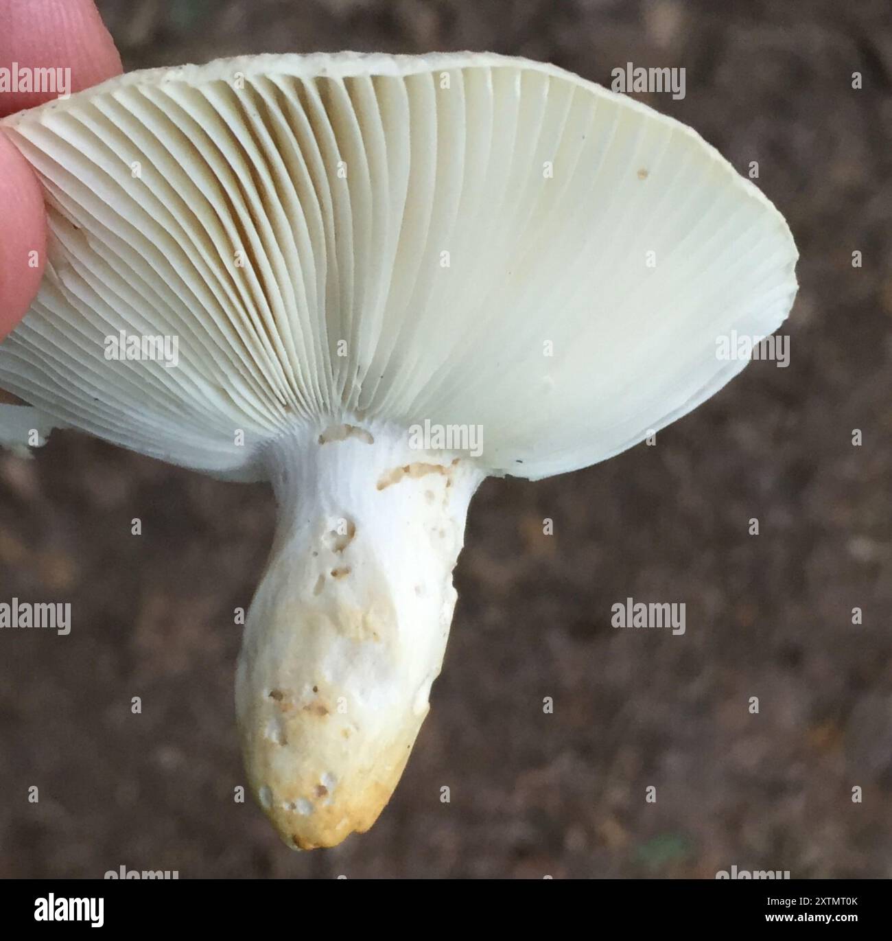 Green Quilt Russula (Russula crustosa) Fungi Stock Photo - Alamy