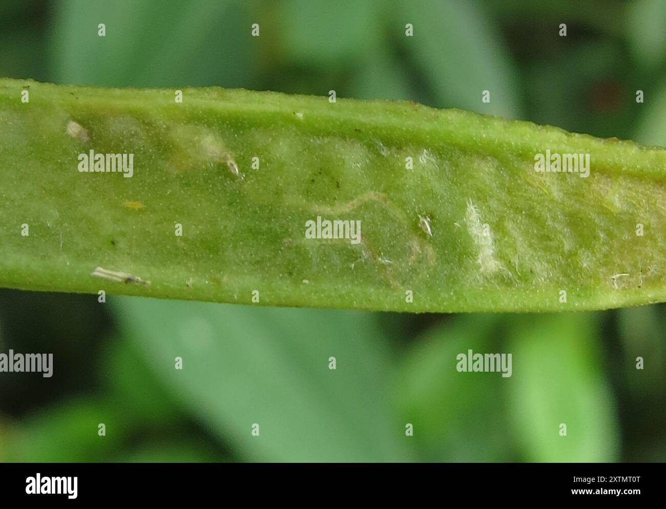 Winged and Once-winged Insects (Pterygota) Insecta Stock Photo - Alamy
