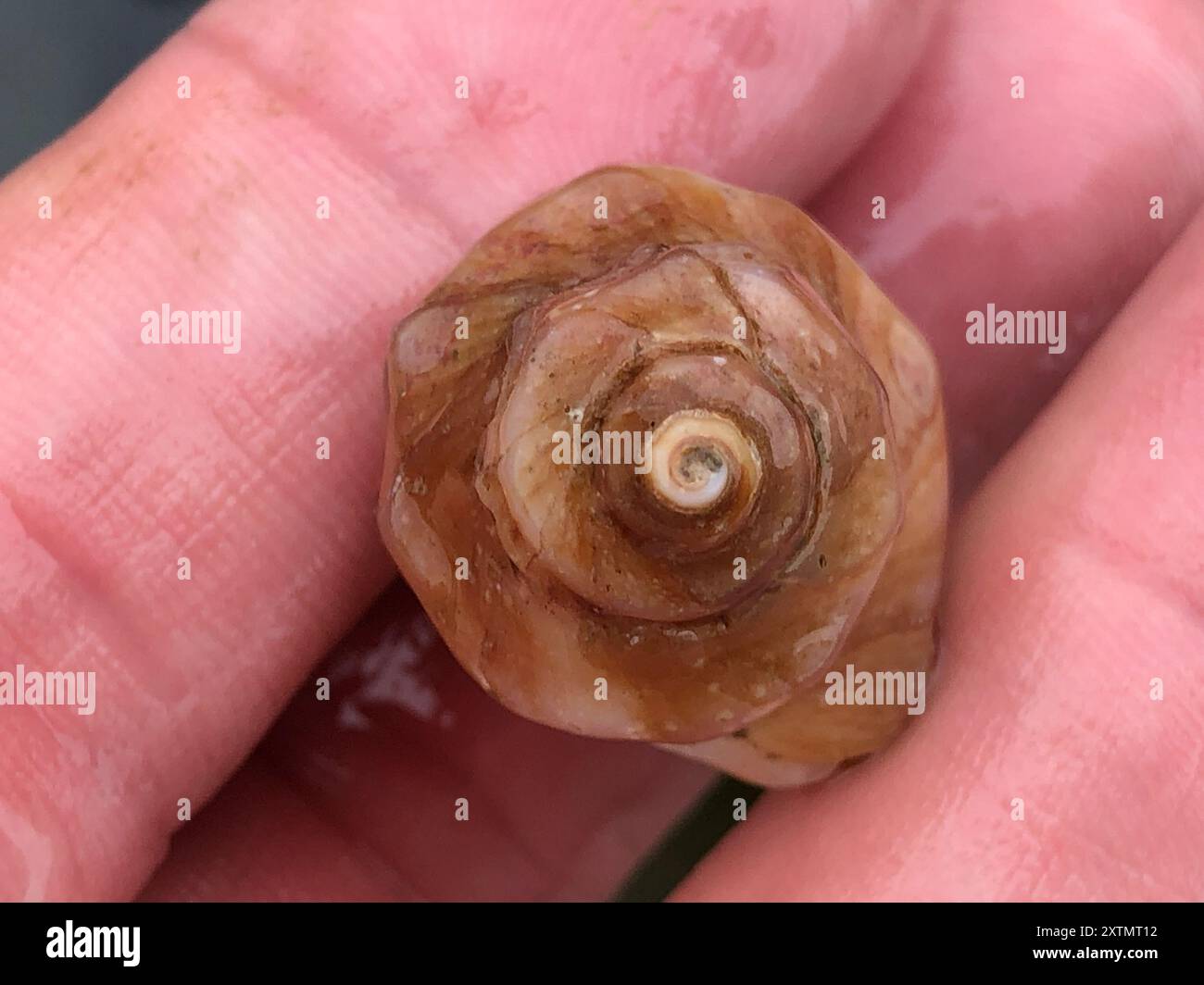 Frilled Dogwinkle (Nucella lamellosa) Mollusca Stock Photo - Alamy