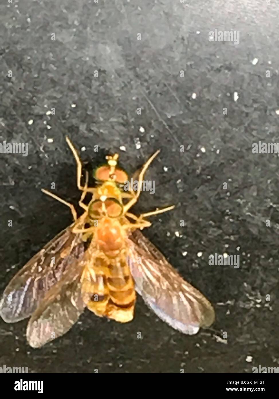 Compost Fly (Ptecticus trivittatus) Insecta Stock Photo - Alamy