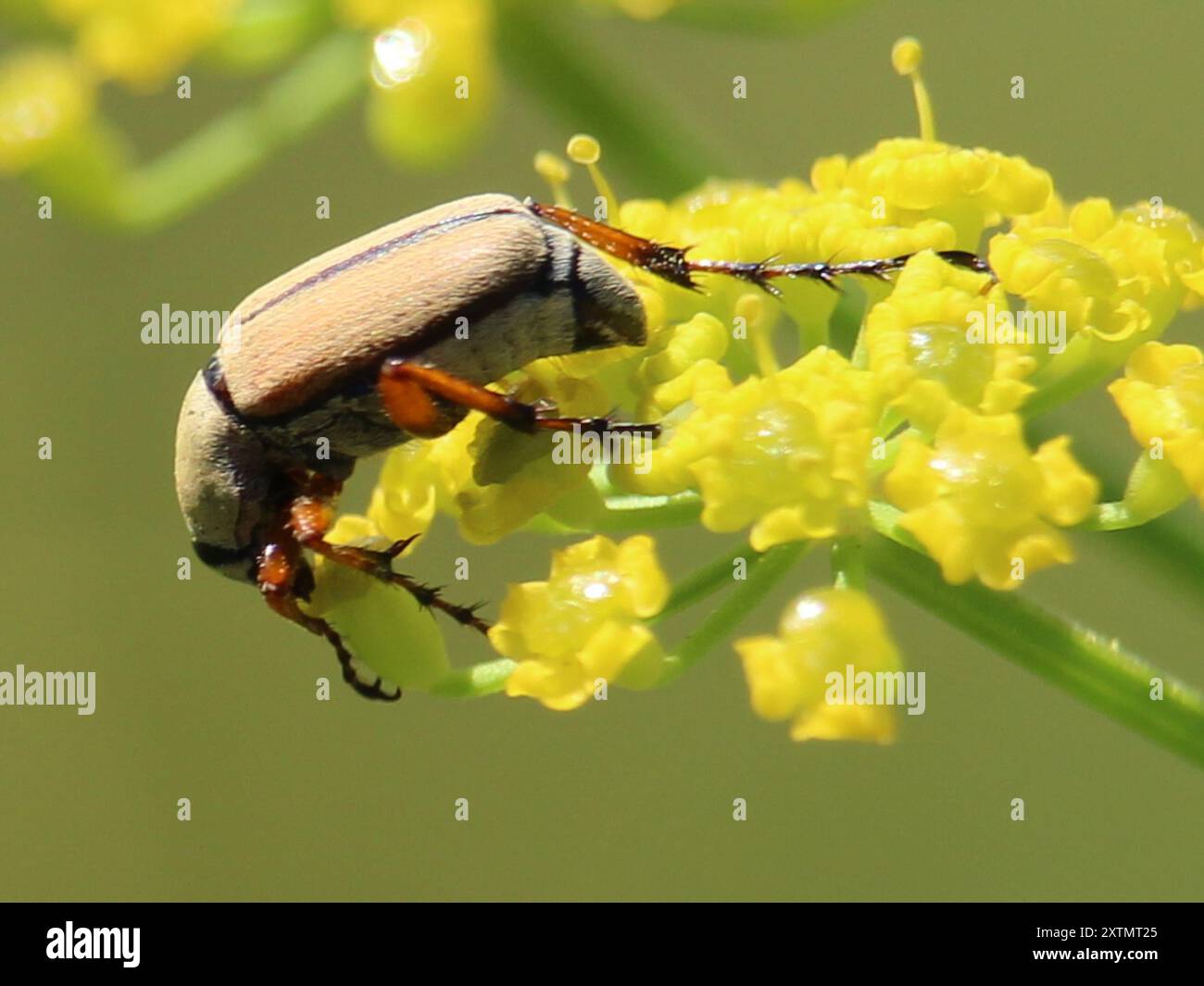 American Rose Chafer (Macrodactylus subspinosus) Insecta Stock Photo ...