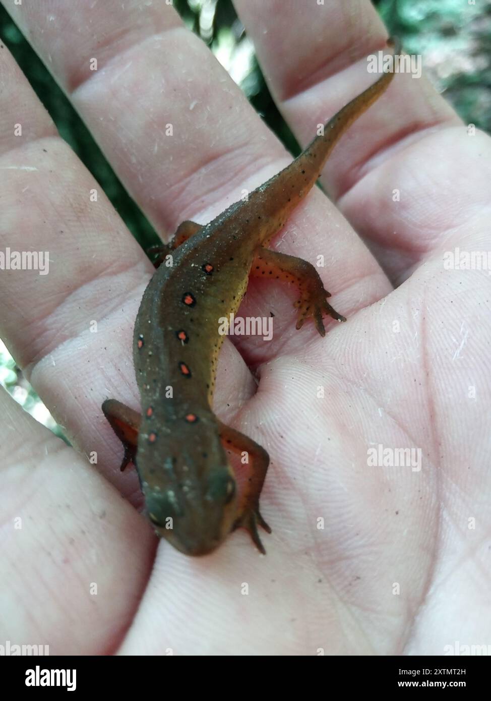 Eastern Newt (Notophthalmus viridescens) Amphibia Stock Photo - Alamy