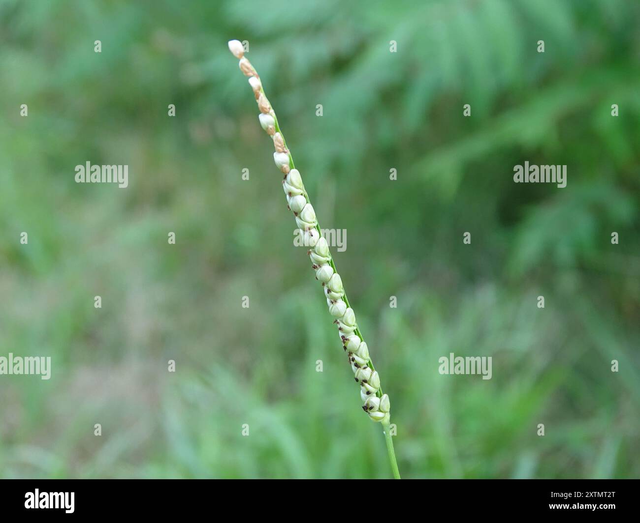 Thin Paspalum (Paspalum setaceum) Plantae Stock Photo - Alamy