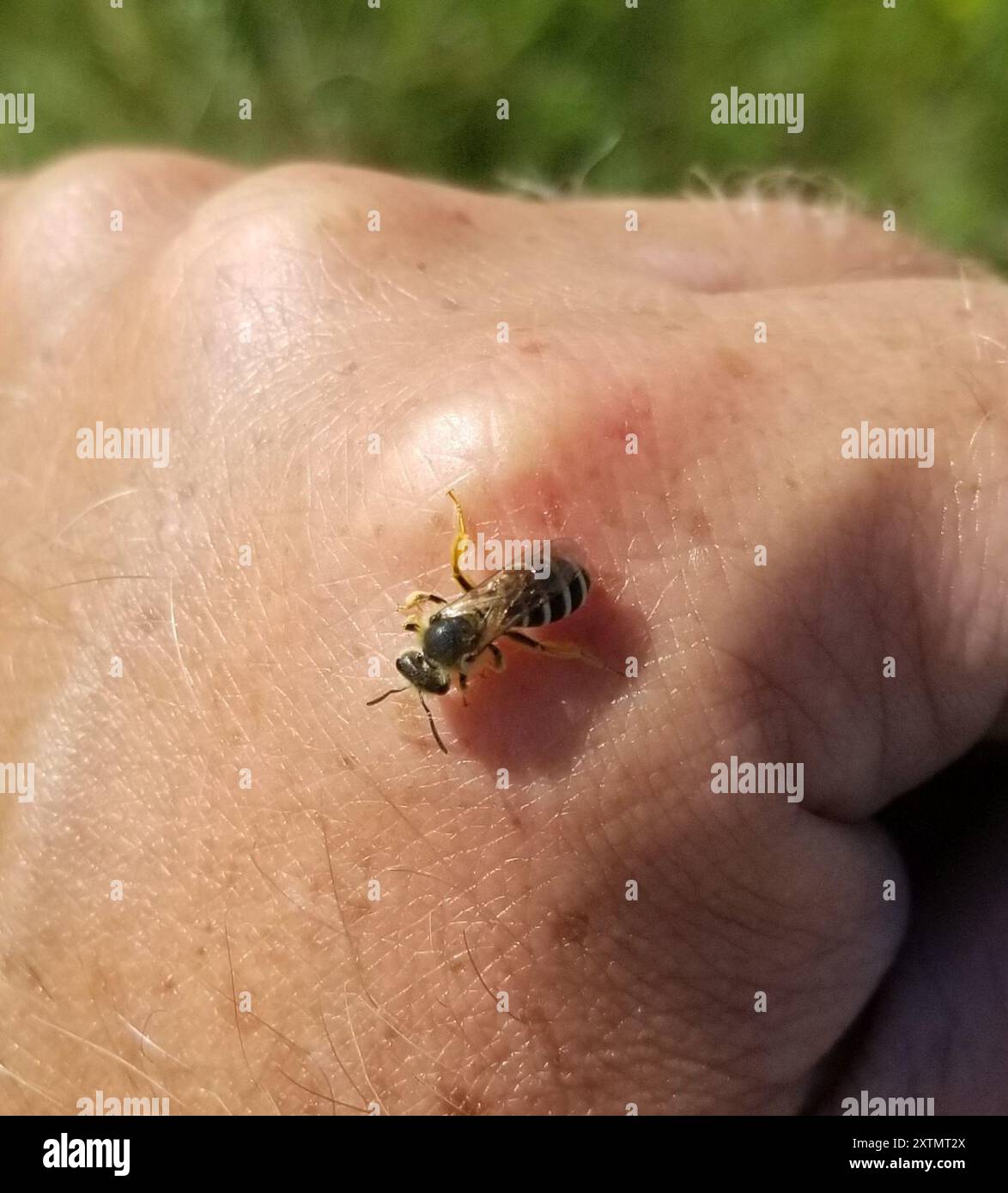 Orange-legged Furrow Bee (Halictus rubicundus) Insecta Stock Photo - Alamy