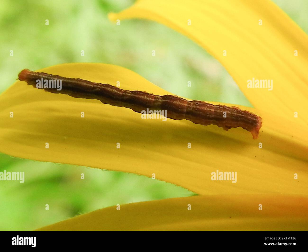 Geometer Moths (Geometridae) Insecta Stock Photo - Alamy