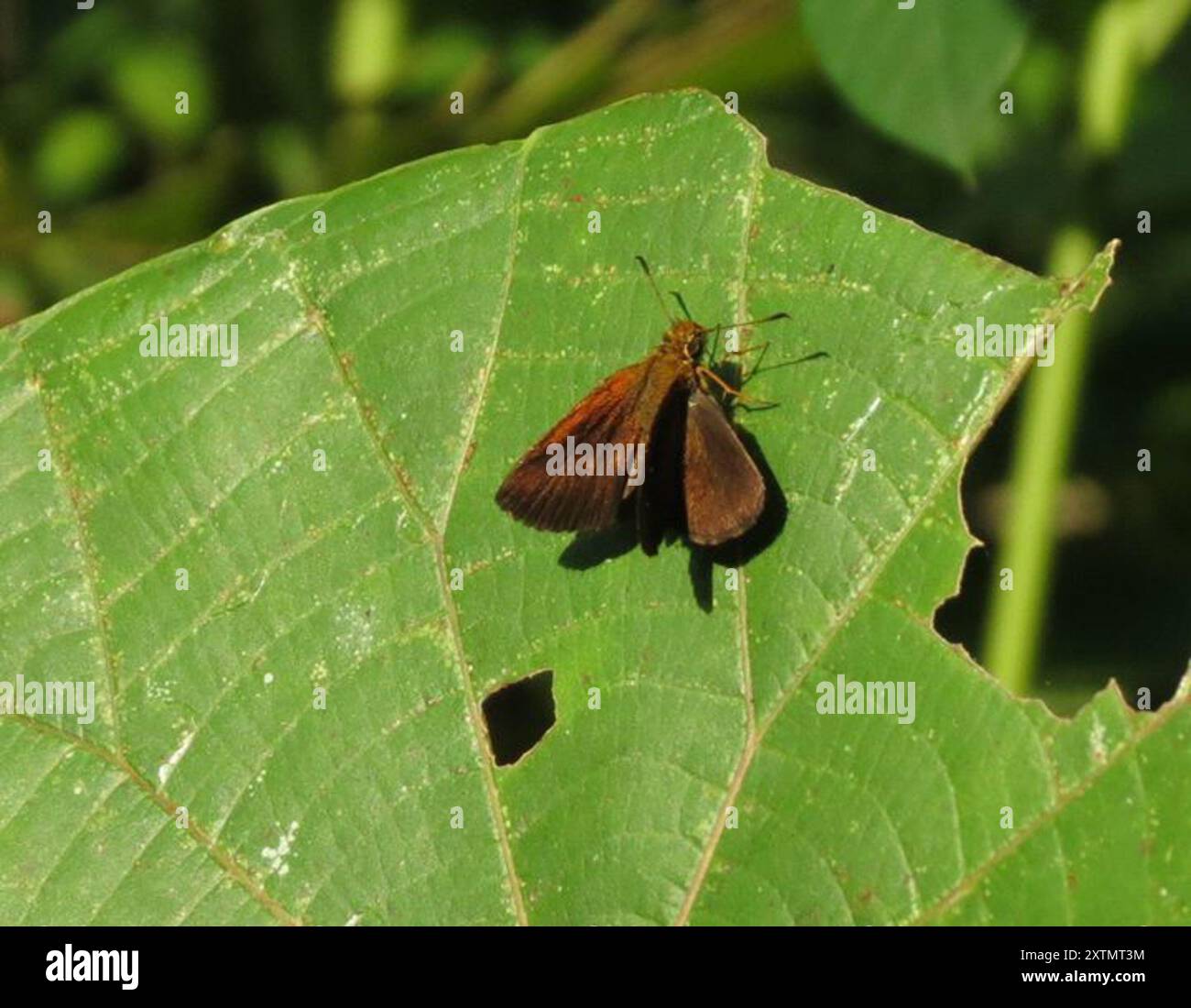 Chestnut Bob (Iambrix salsala) Insecta Stock Photo - Alamy