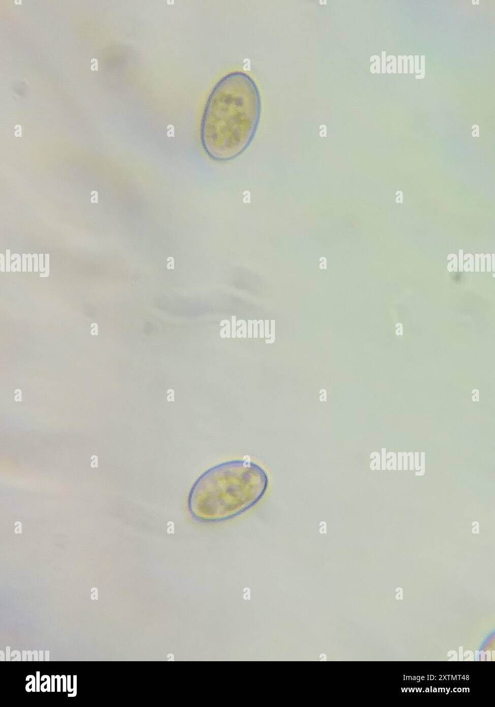 (Pseudosperma friabile) Fungi Stock Photo - Alamy