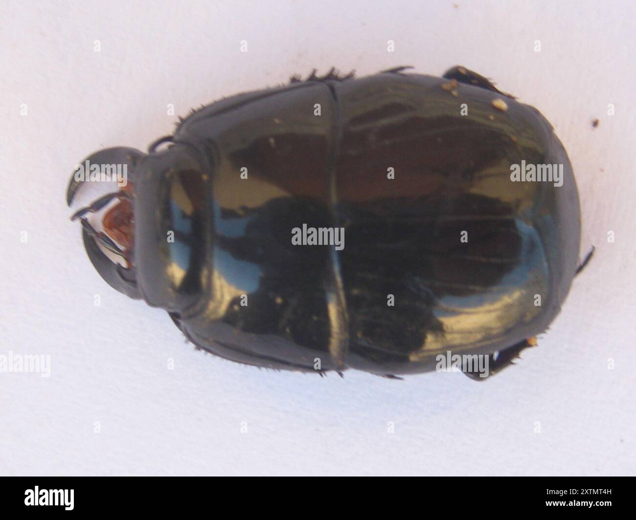 Hister Beetles (Histeridae) Insecta Stock Photo - Alamy