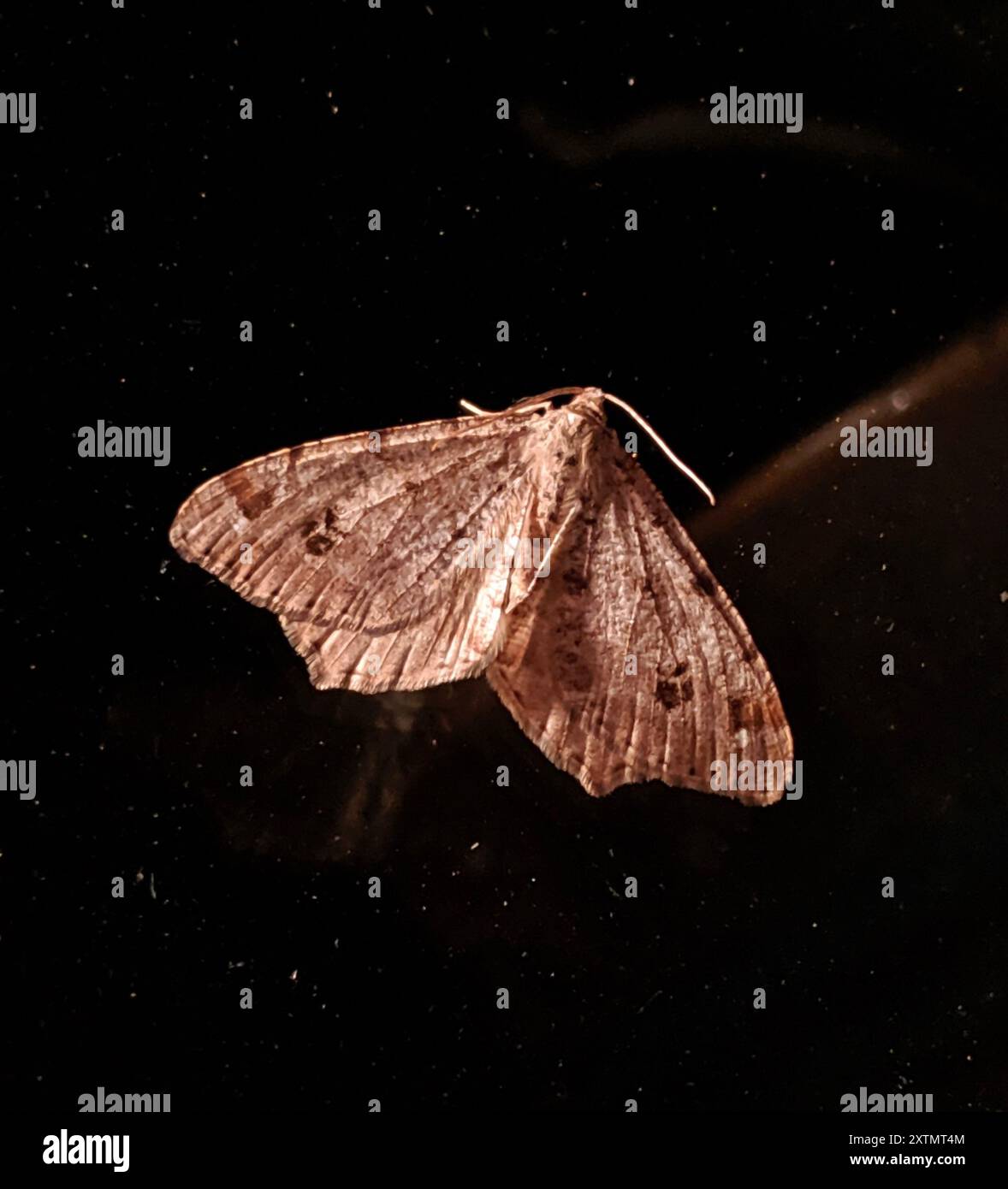 Pale-marked Angle (Macaria signaria) Insecta Stock Photo - Alamy