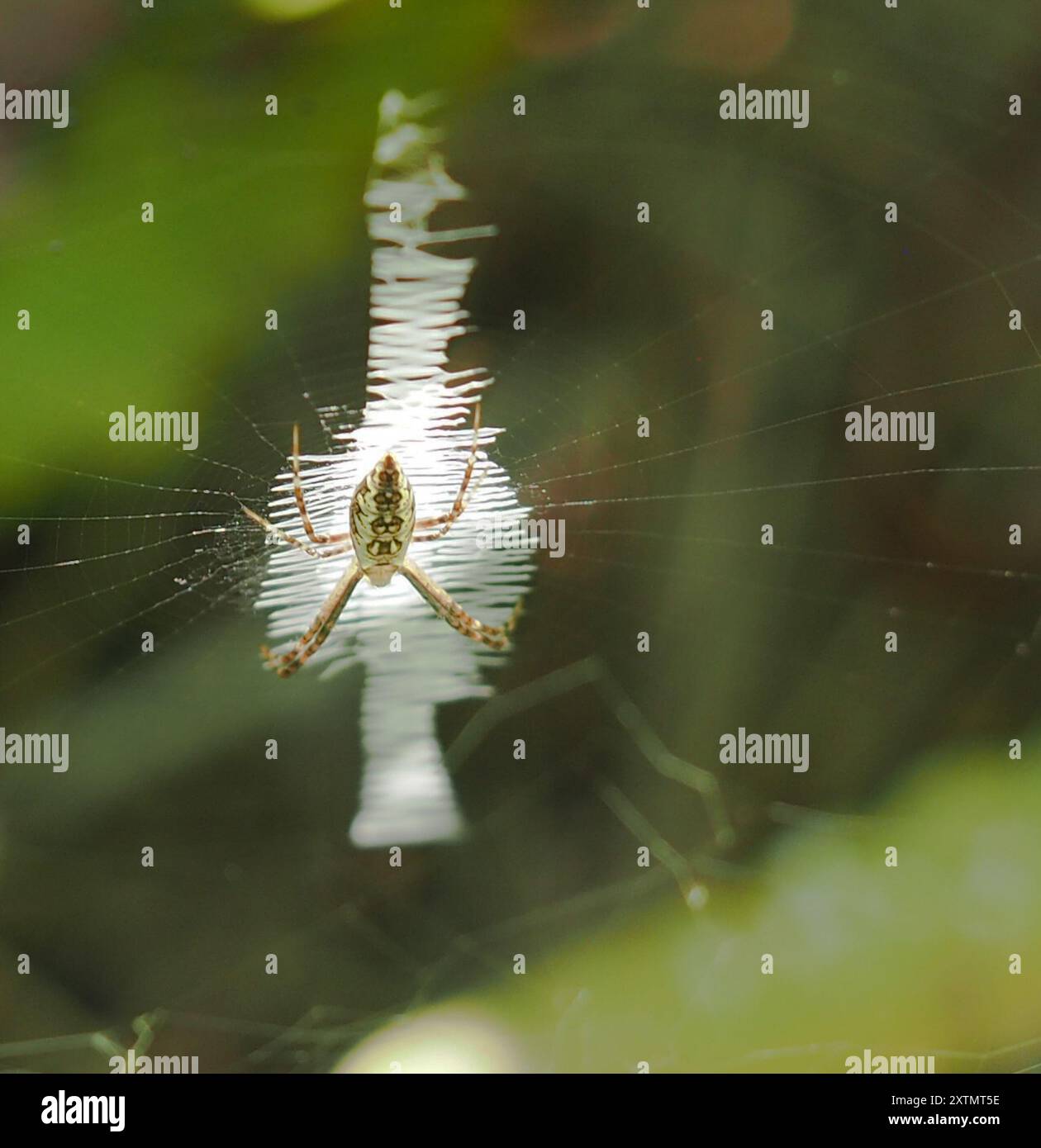 Yellow Garden Spider (Argiope aurantia) Arachnida Stock Photo - Alamy