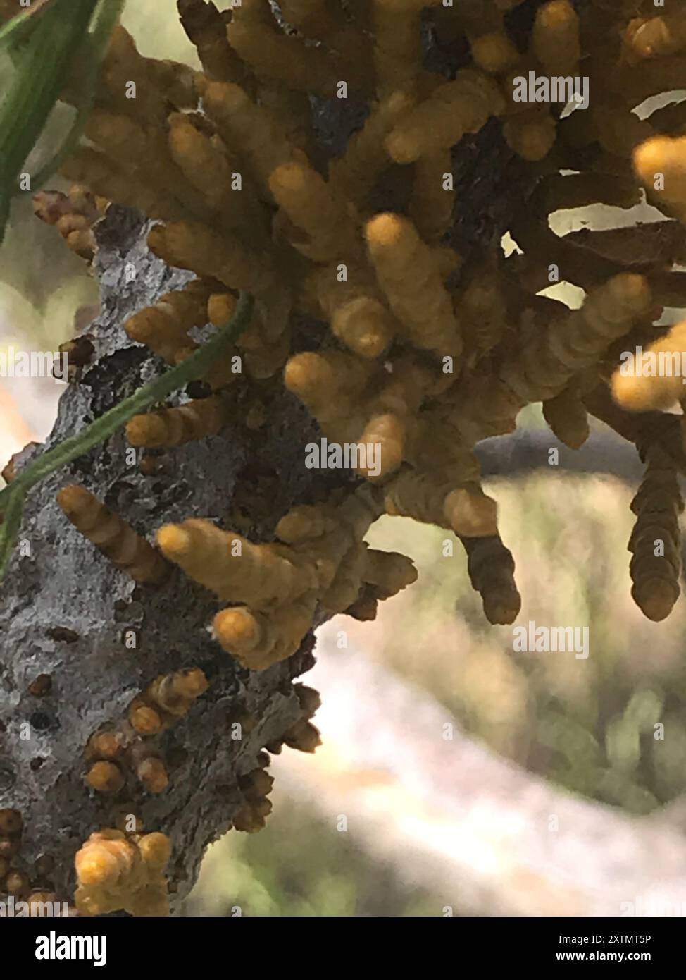 Western Dwarf-Mistletoe (Arceuthobium campylopodum) Plantae Stock Photo ...
