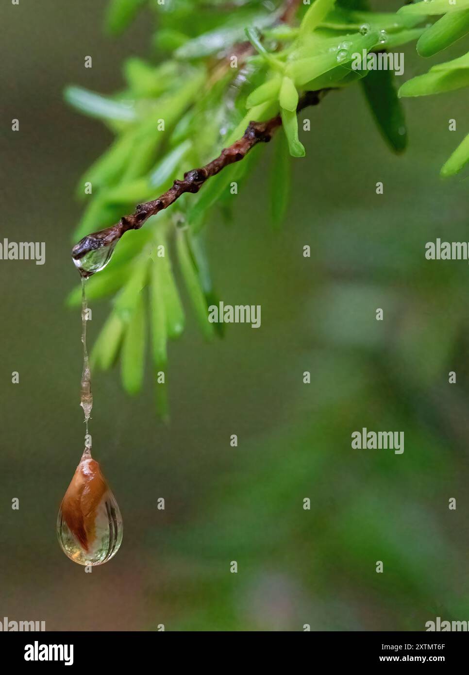 The image of a leaf is reflected on the surface of a raindrop hanging ...