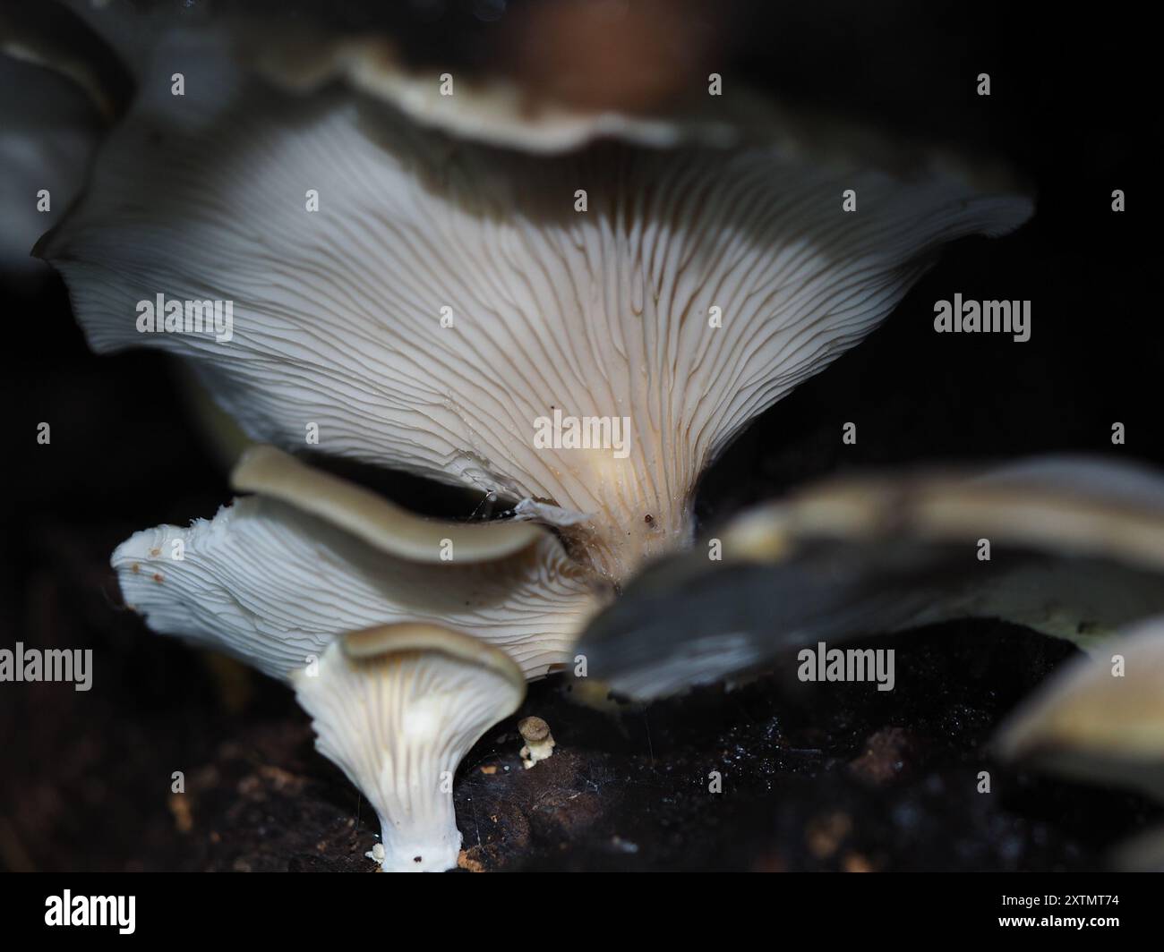 (Pleurotus purpureo-olivaceus) Fungi Stock Photo - Alamy