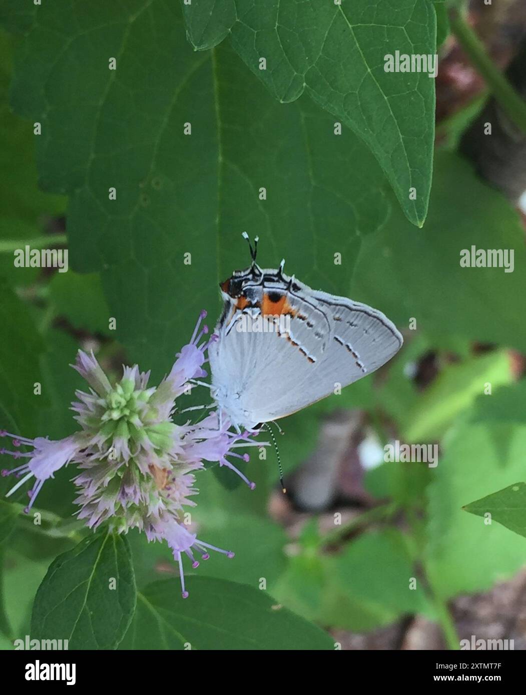Gray Hairstreak (Strymon melinus) Insecta Stock Photo - Alamy