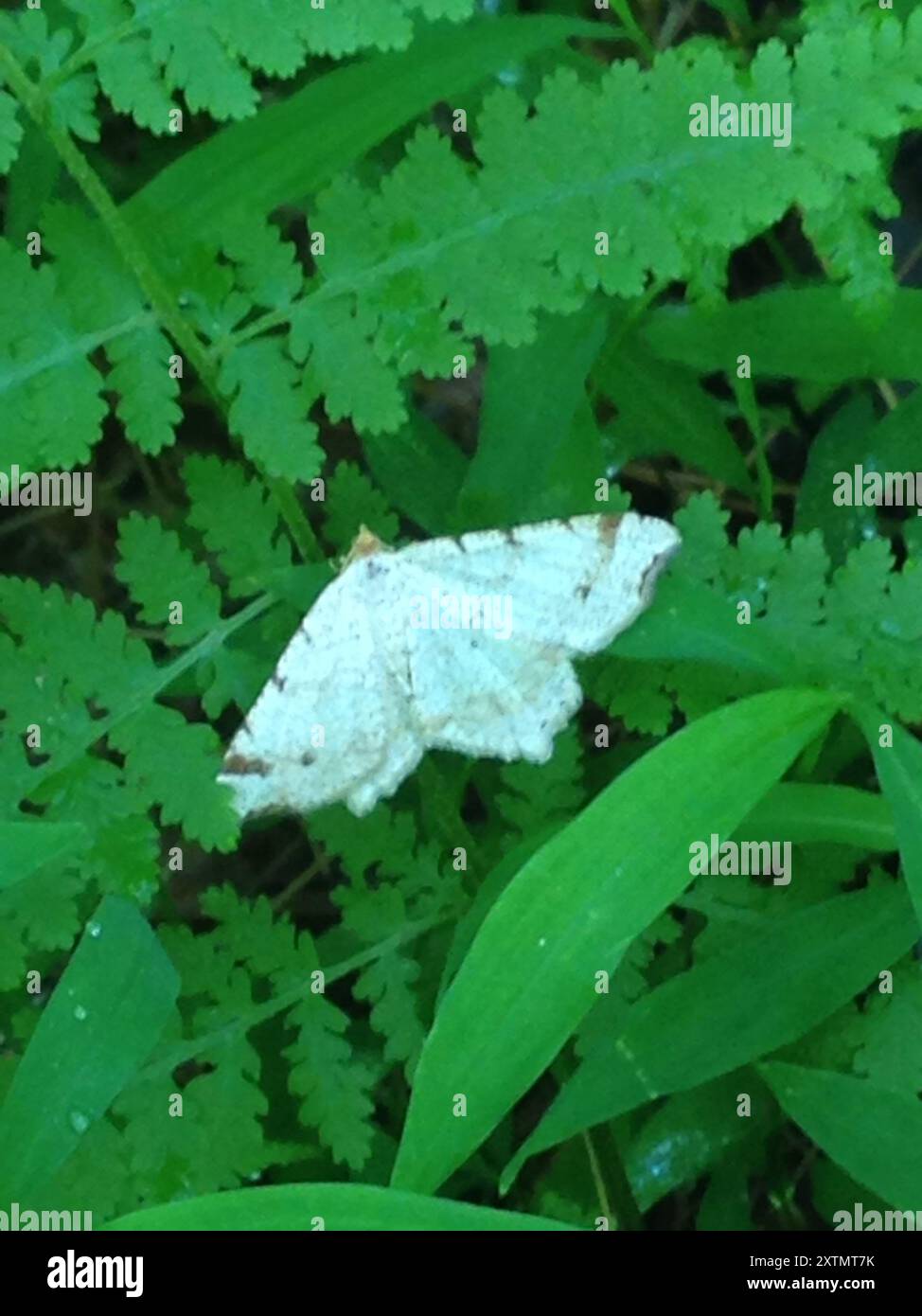 Red-headed Inchworm Moth (Macaria bisignata) Insecta Stock Photo - Alamy