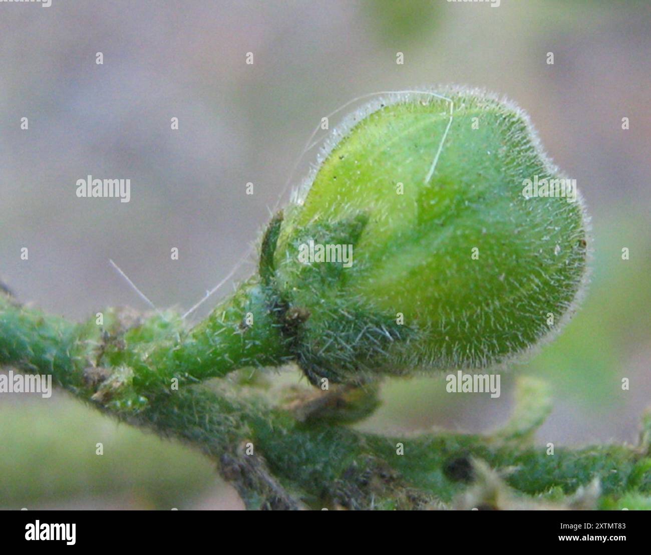 Hibiscus micranthus hi-res stock photography and images - Alamy
