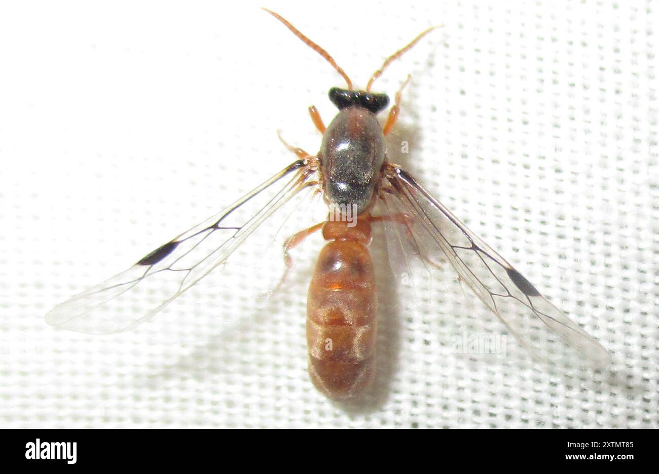 Army Ants and Allies (Dorylinae) Insecta Stock Photo - Alamy