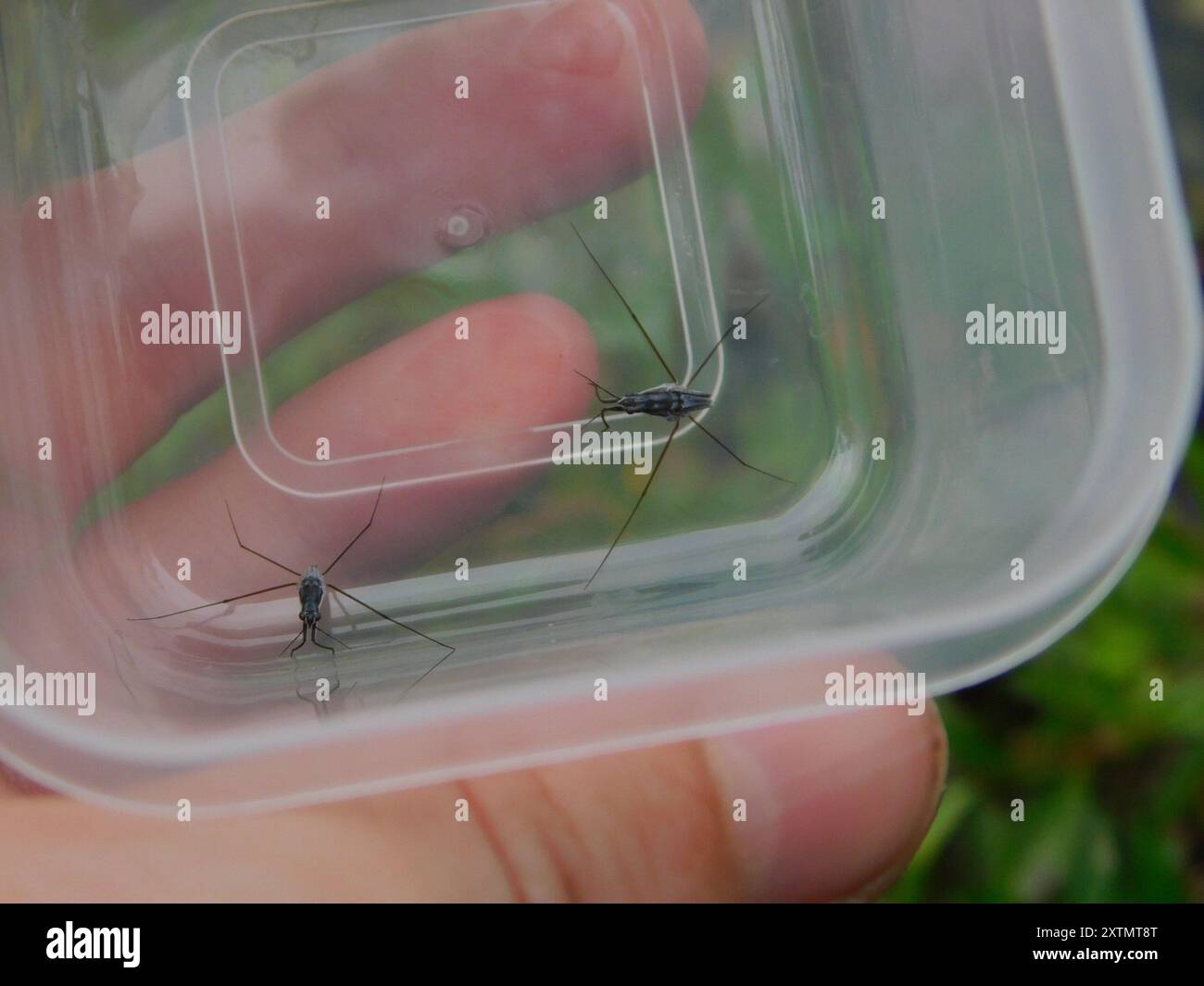 (Neogerris hesione) Insecta Stock Photo - Alamy