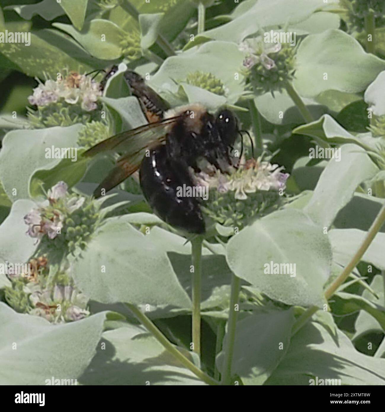 Eastern Carpenter Bee (Xylocopa virginica) Insecta Stock Photo - Alamy