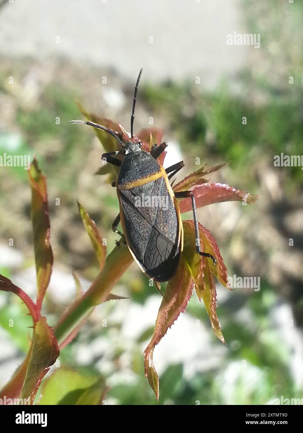 California Bordered Plant Bug (Largus californicus) Insecta Stock Photo ...
