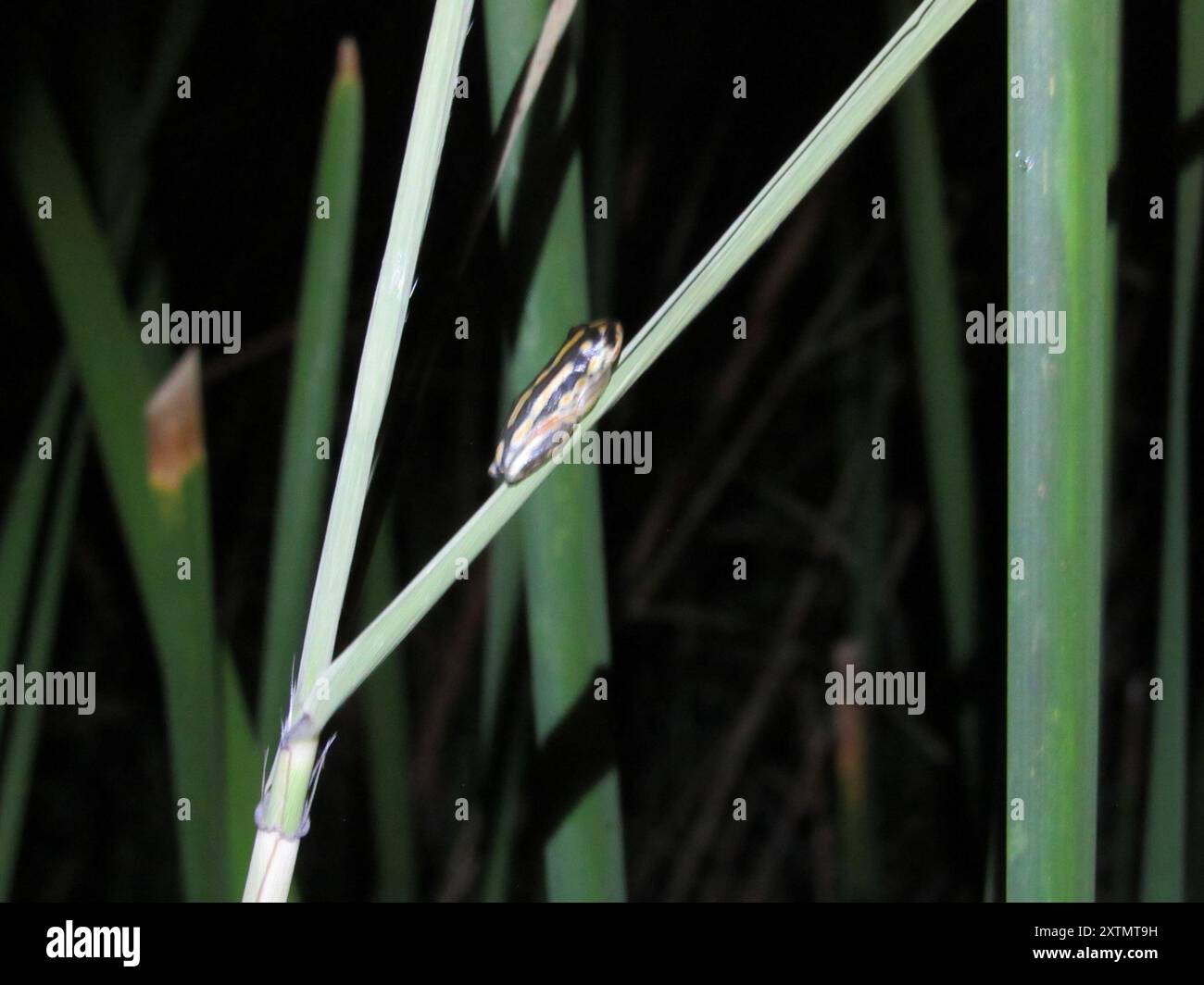 Painted Reed Frog (Hyperolius marmoratus) Amphibia Stock Photo - Alamy
