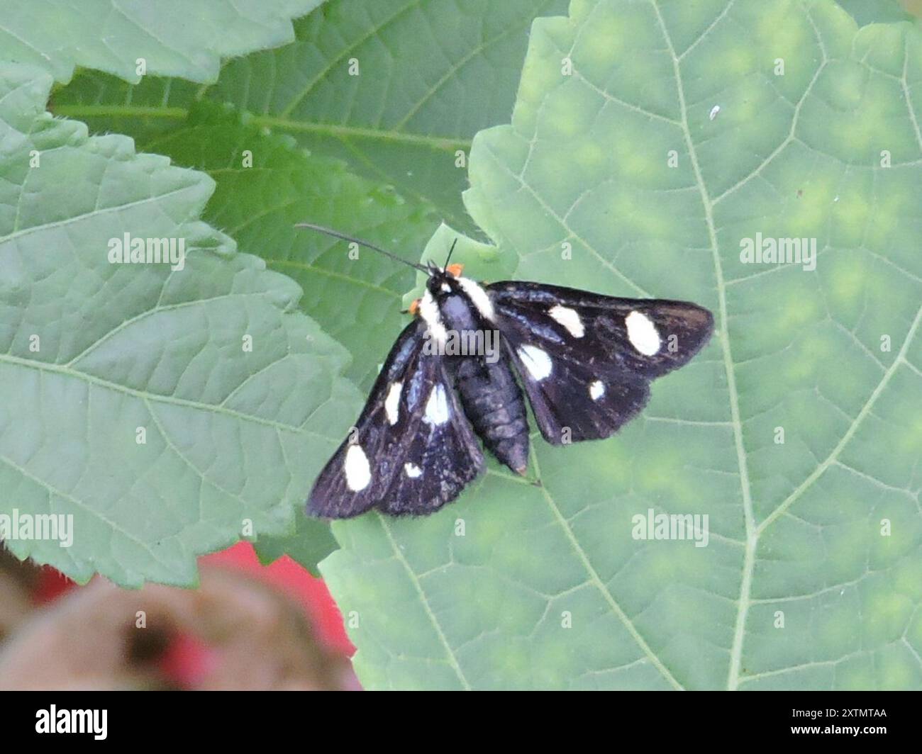 Eight-spotted Forester Moth (Alypia octomaculata) Insecta Stock Photo ...