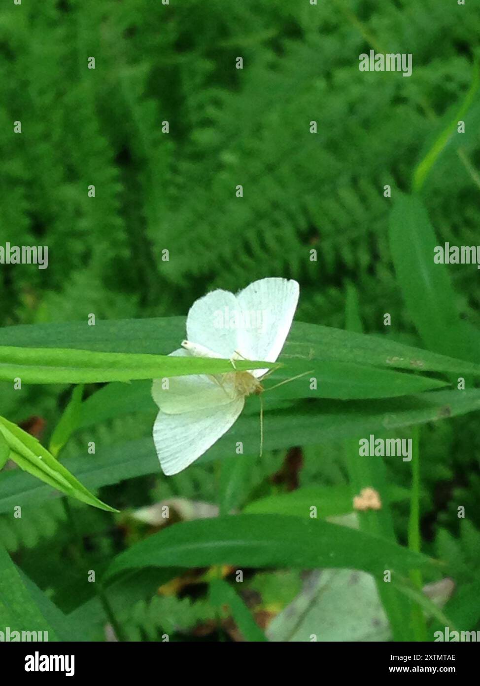 White Spring Moth (Lomographa vestaliata) Insecta Stock Photo - Alamy