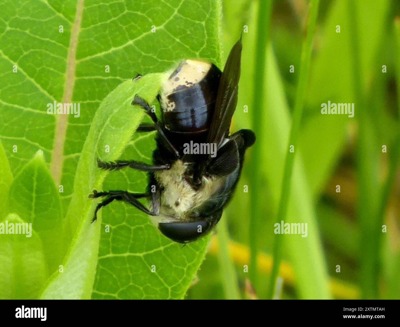 Cuterebra hi-res stock photography and images - Alamy