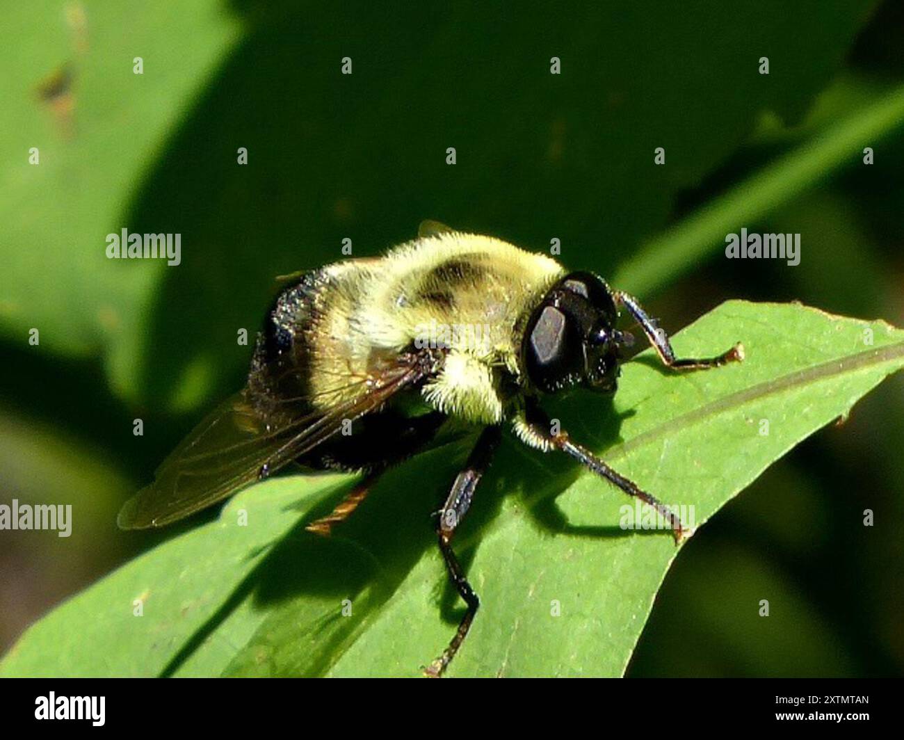 Hairy-eyed Bee-mimic Fly (Mallota posticata) Insecta Stock Photo - Alamy