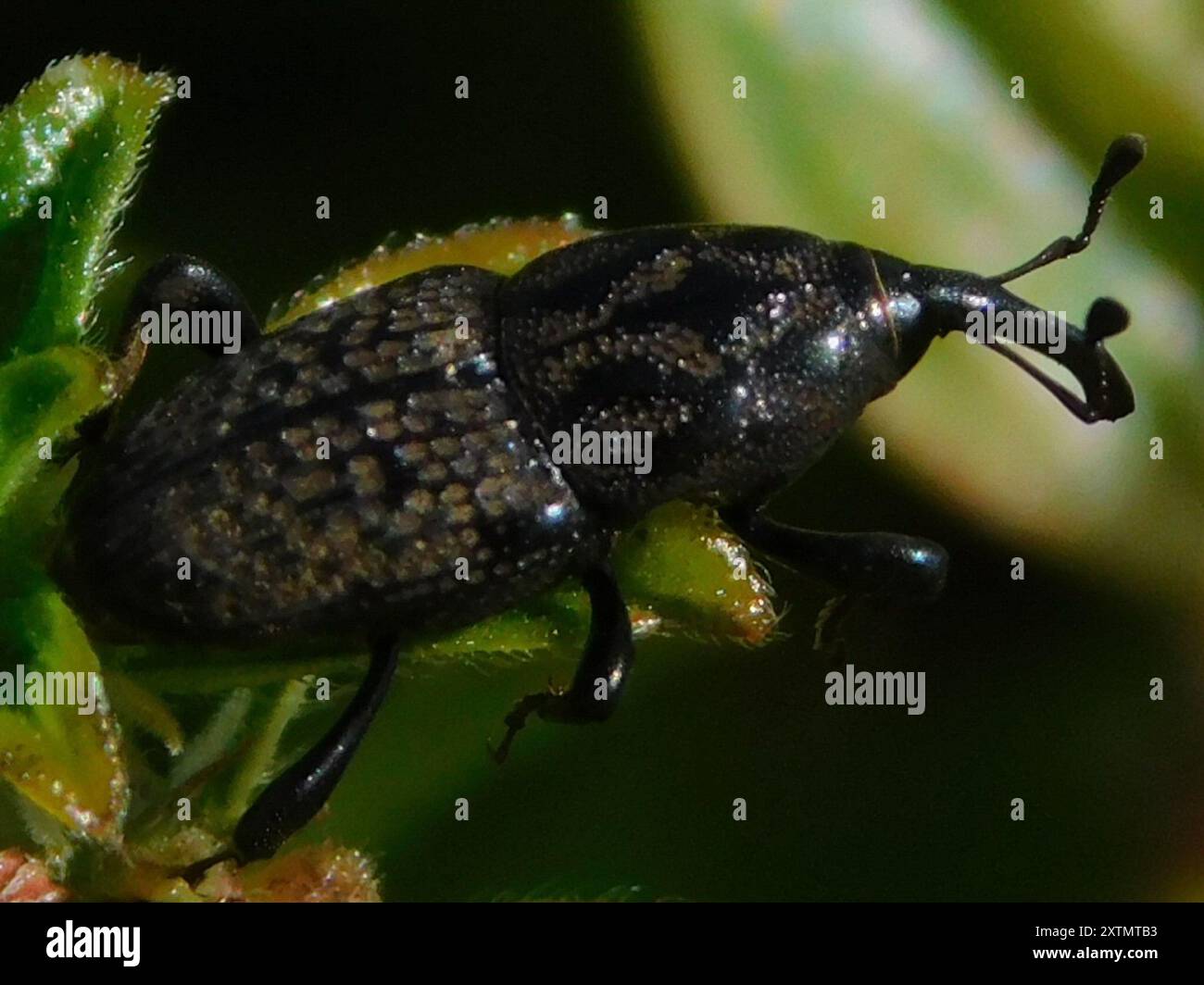Timothy Billbug (Sphenophorus zeae) Insecta Stock Photo - Alamy