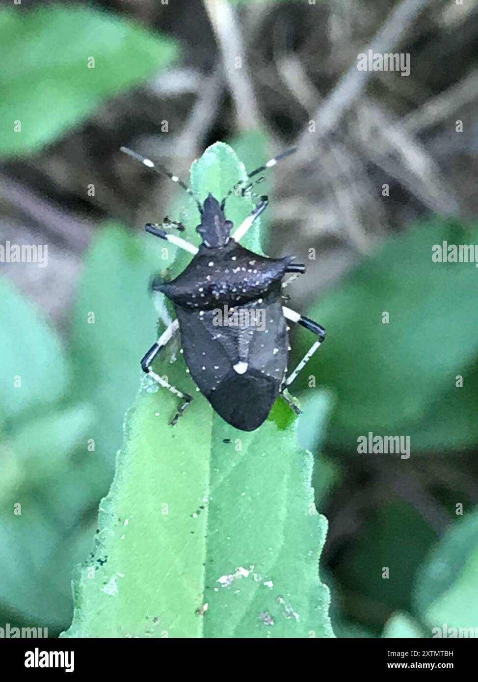 Black Stink Bug (Proxys punctulatus) Insecta Stock Photo - Alamy