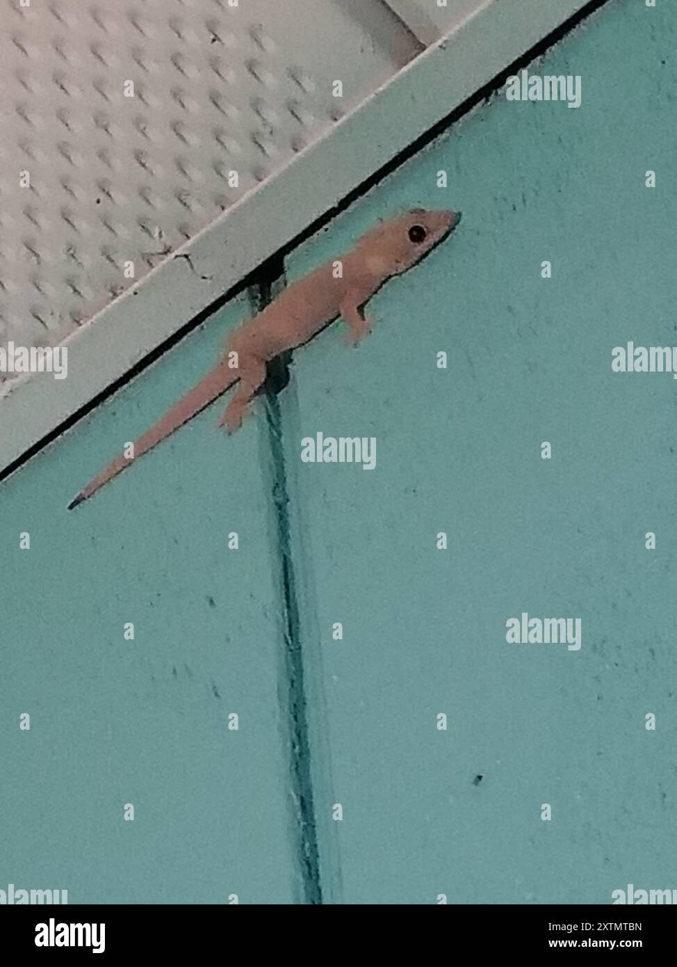 Indo-Pacific House Gecko (Hemidactylus garnotii) Reptilia Stock Photo ...