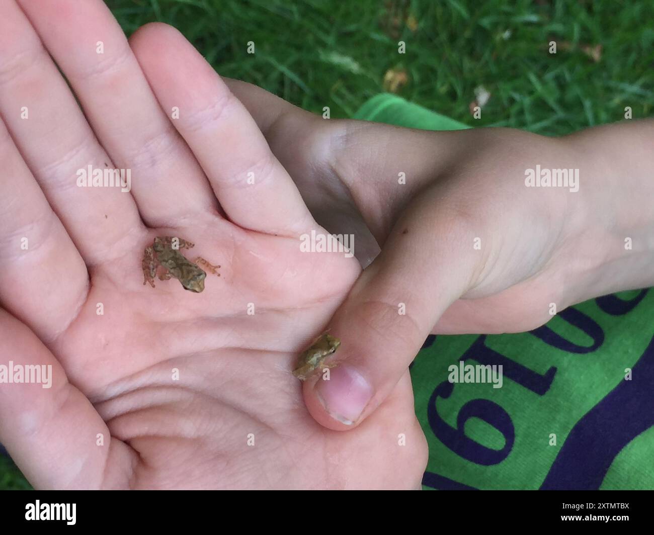 Spring Peeper (Pseudacris crucifer) Amphibia Stock Photo - Alamy