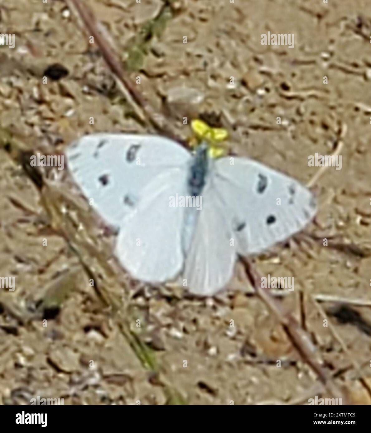 Checkered White (Pontia protodice) Insecta Stock Photo - Alamy