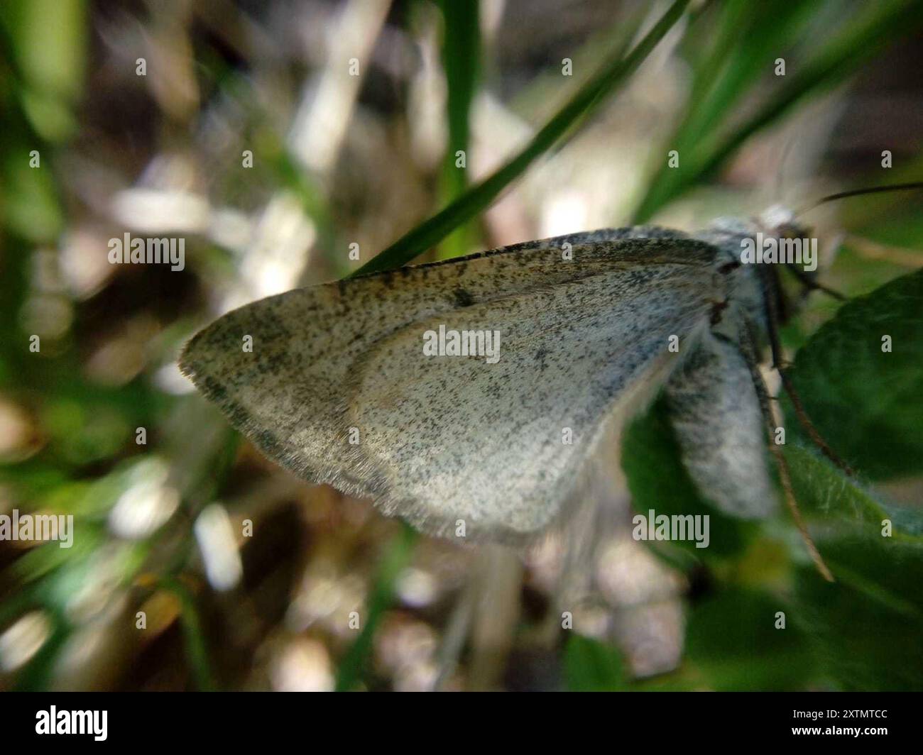 Angle Moths and Allies (Macariini) Insecta Stock Photo - Alamy