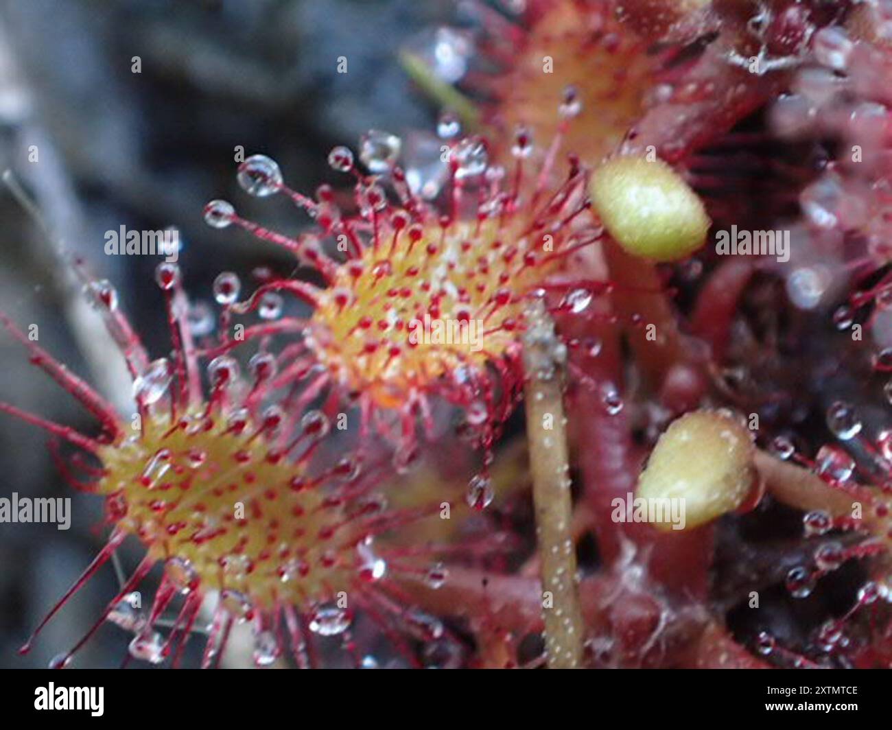 Great Sundew (Drosera anglica) Plantae Stock Photo - Alamy