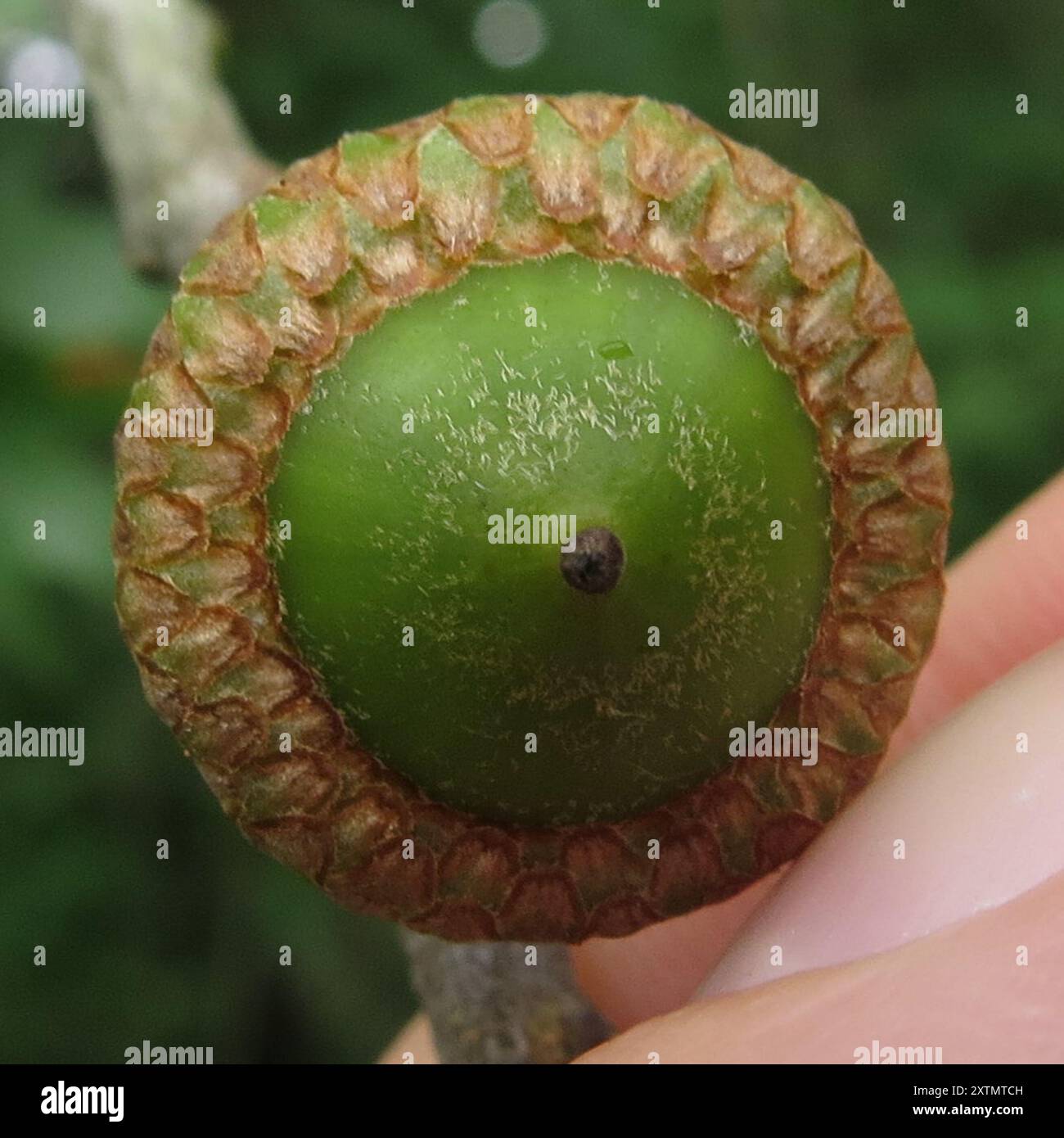 Shumard oak (Quercus shumardii) Plantae Stock Photo - Alamy
