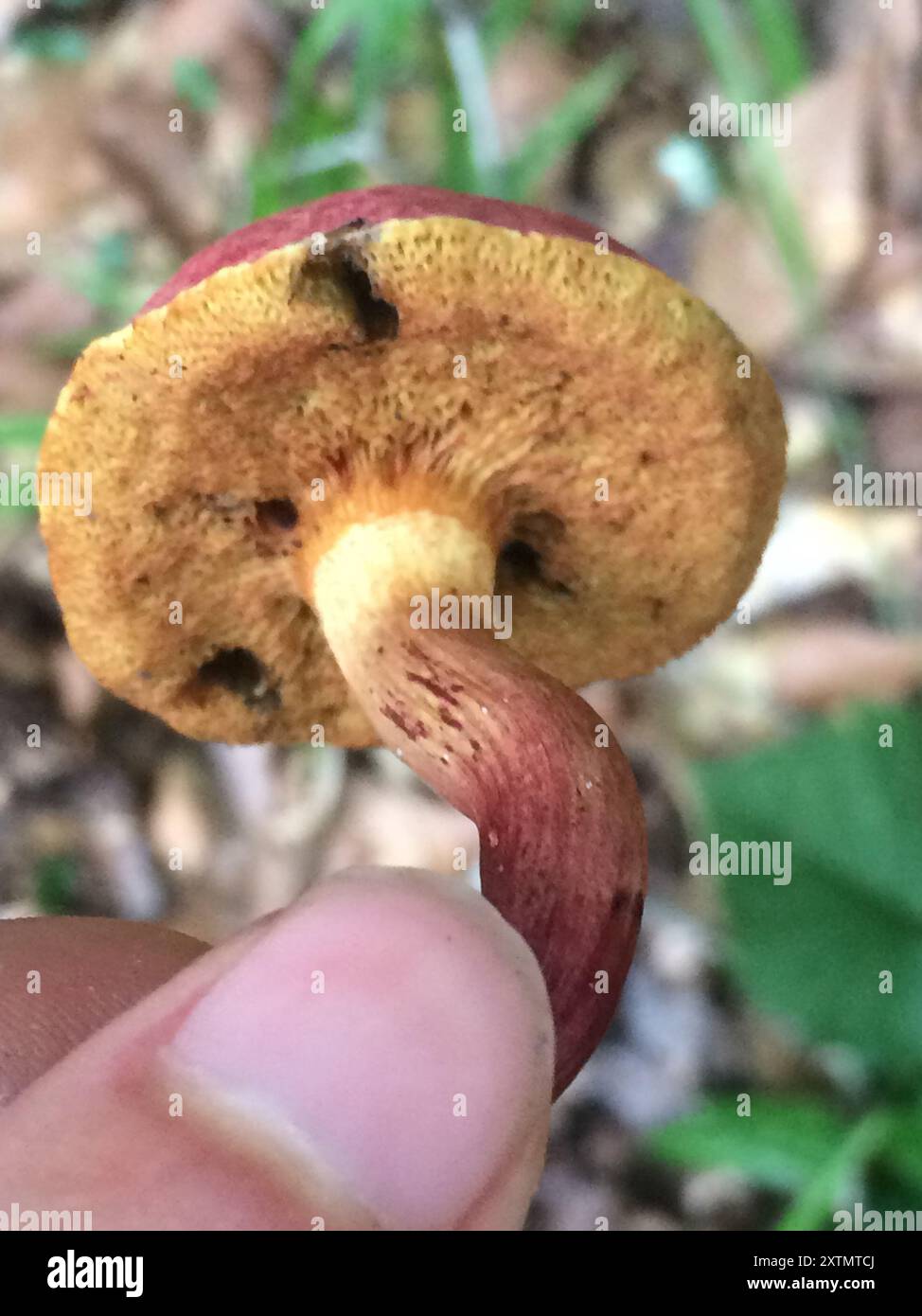 Ruby Bolete (Hortiboletus rubellus) Fungi Stock Photo - Alamy