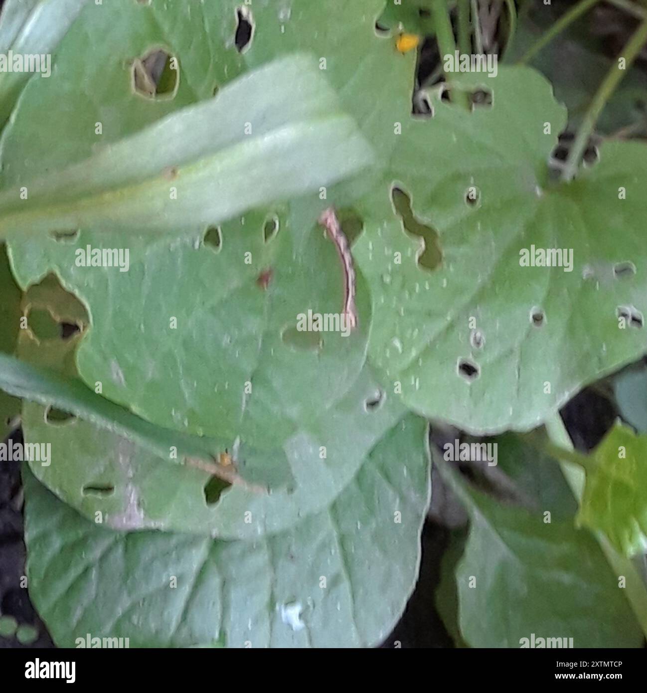 Geometer Moths (Geometridae) Insecta Stock Photo - Alamy